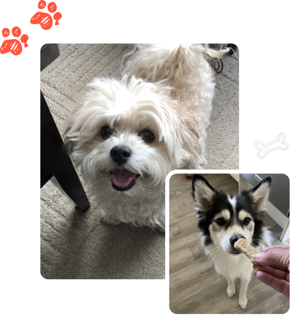 Delicious All Natural Dog Treats in Canada - Benji's Natural Bakery